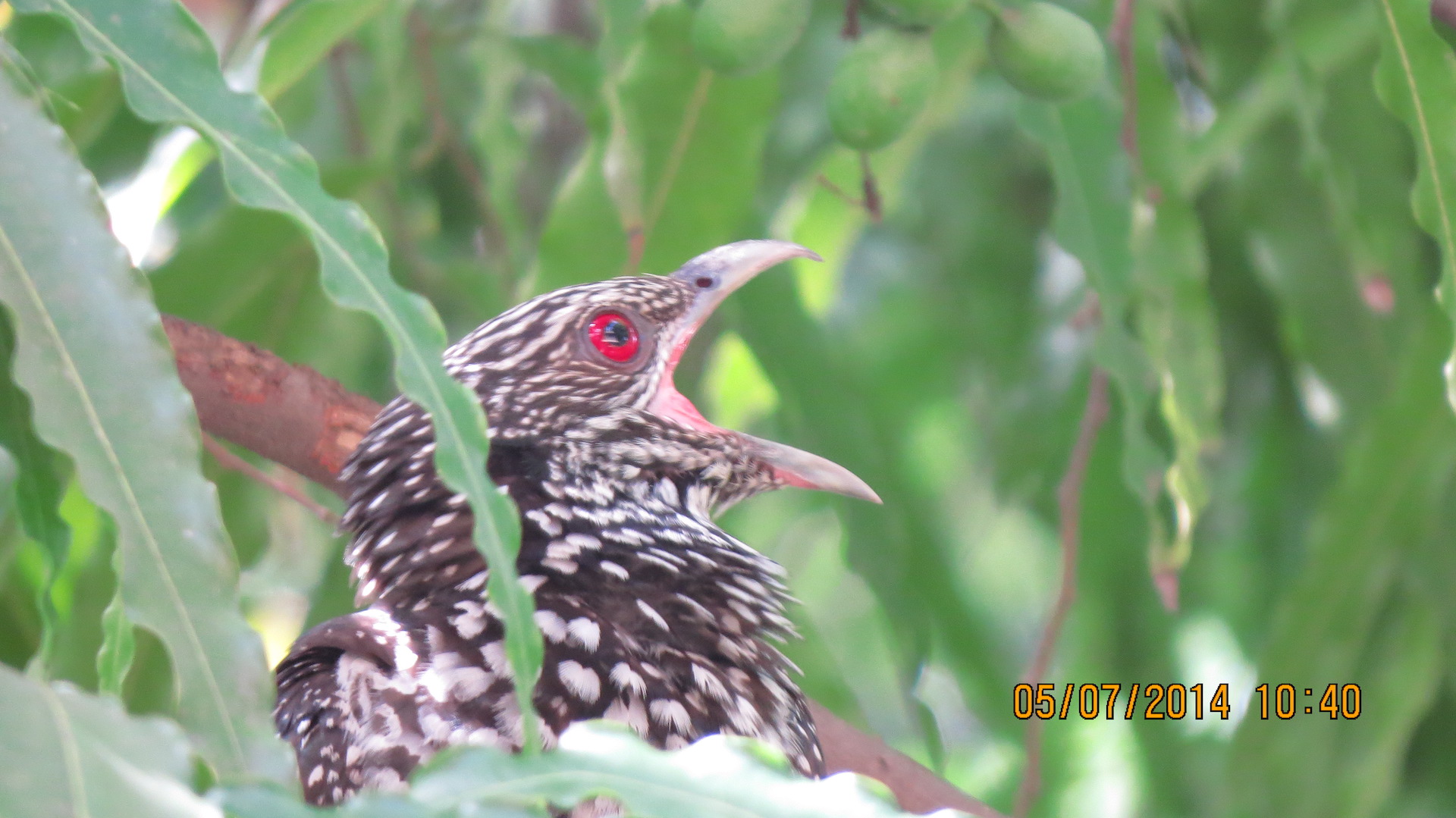 Summer Melody……The Asian Koel