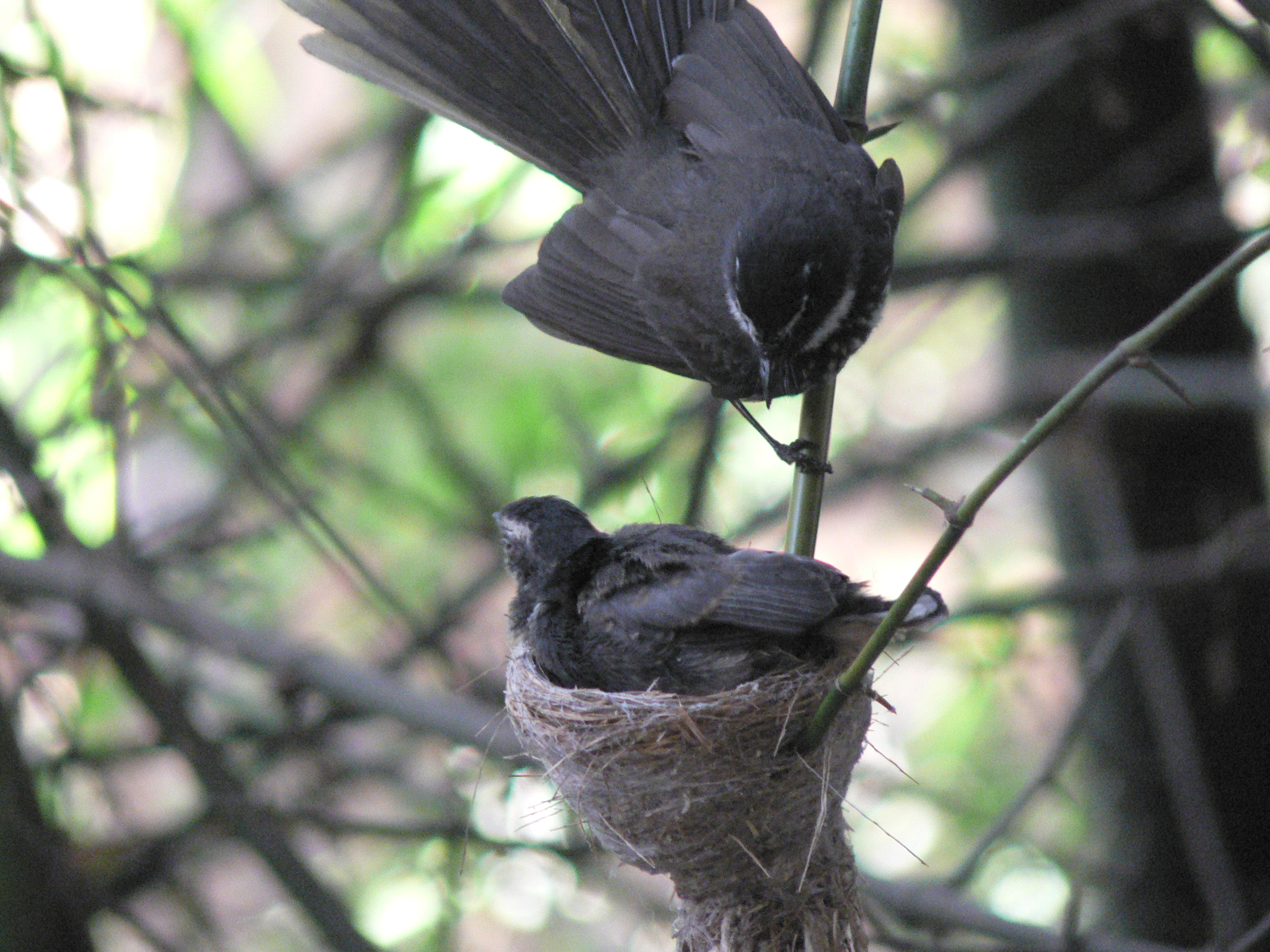 White-spotted fantail