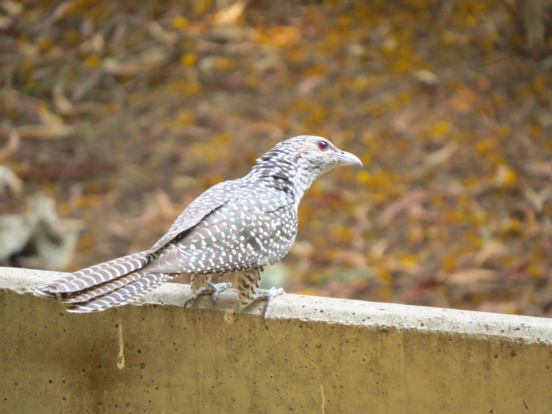 Summer Melody……The Asian Koel