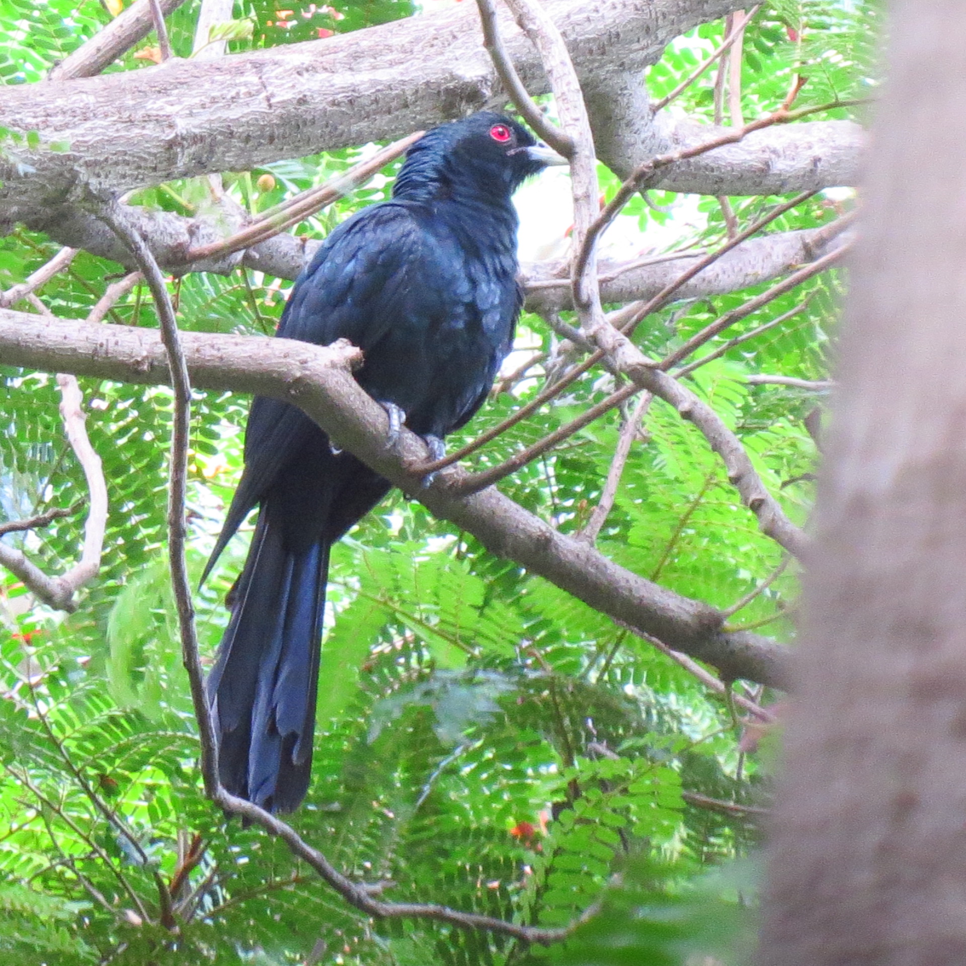 Summer Melody……The Asian Koel