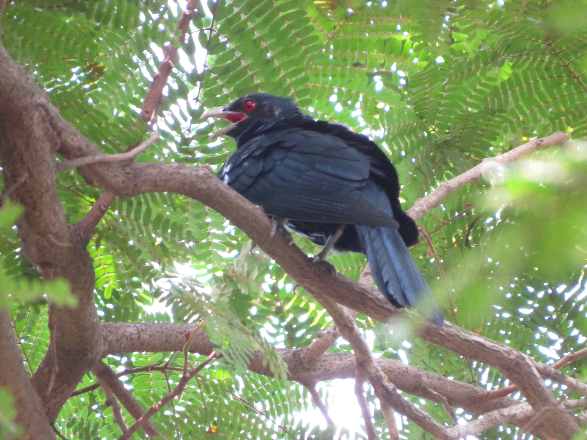 Summer Melody……The Asian Koel