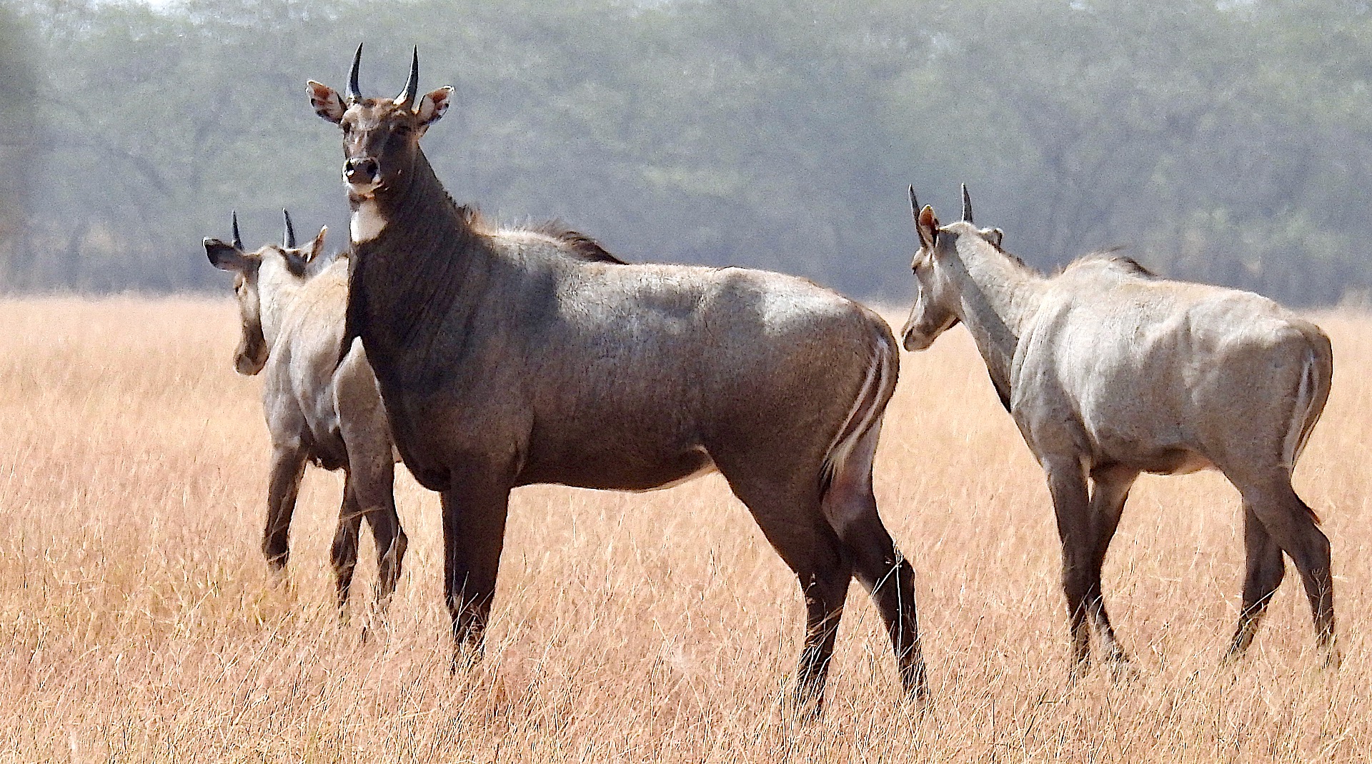 Times Passion Trail - 4