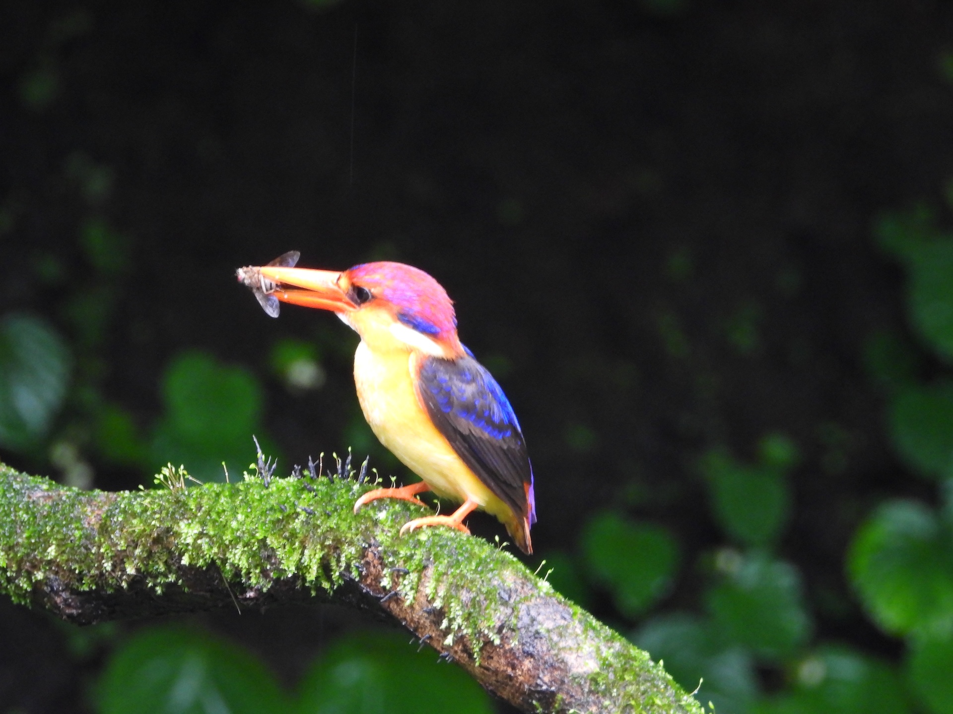 My Quest for the ODKF / The ODKF story