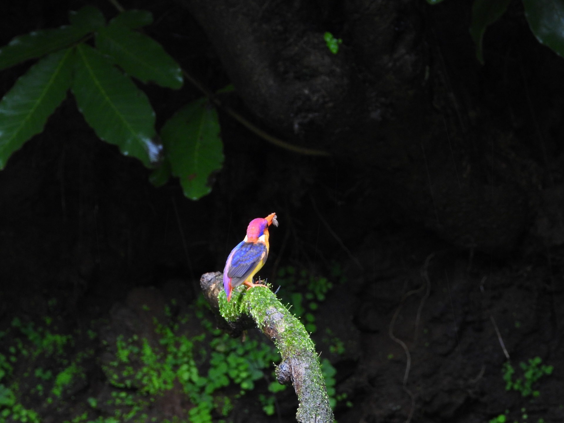 My Quest for the ODKF / The ODKF story