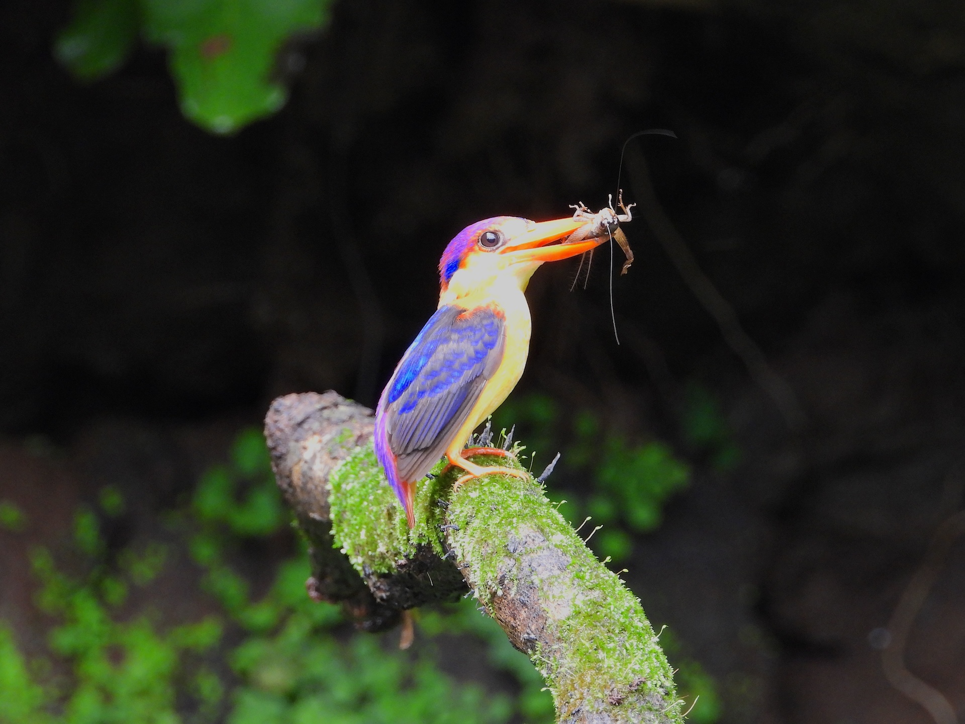 My Quest for the ODKF / The ODKF story