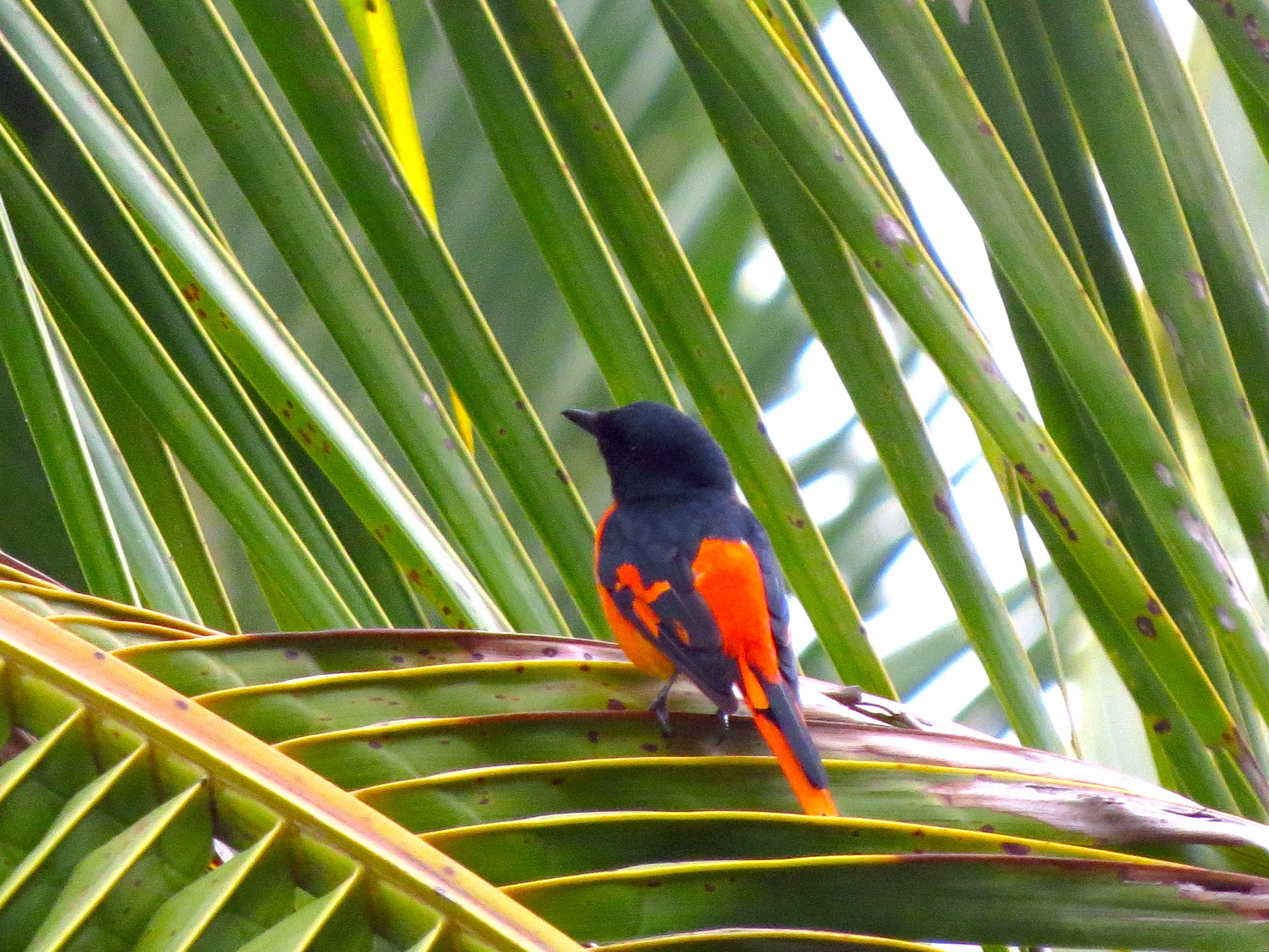 The Avifauna of Sirsi | Phtoblog on Sirsi
